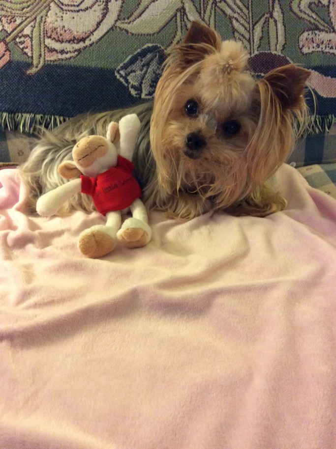 Loopy and His Wild Friends - The Loopy Ewe Blog