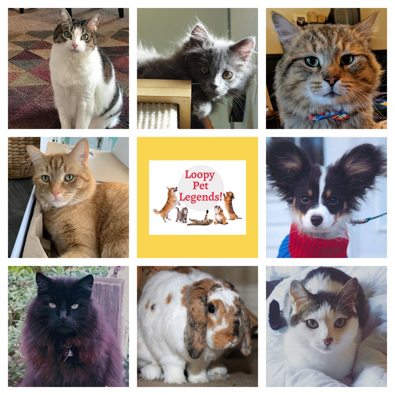 Loopy Pet Legends! - The Loopy Ewe Blog